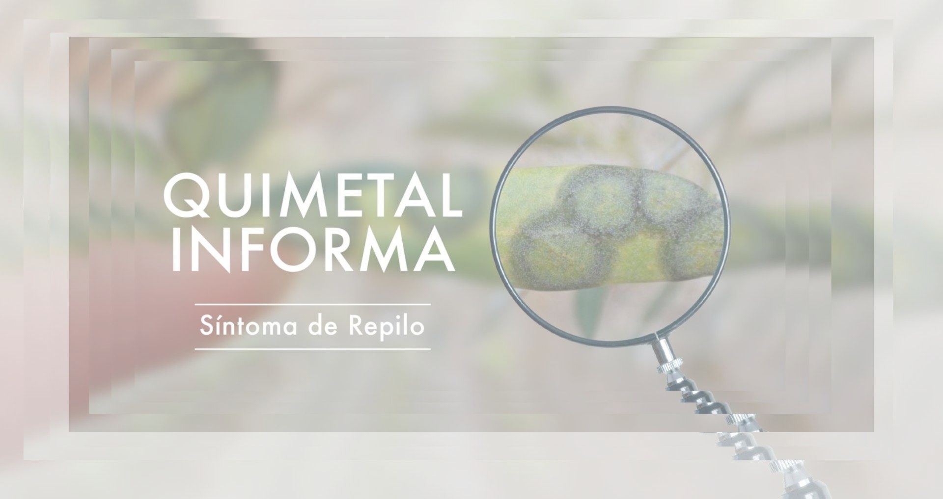 Síntomas del Repilo, Quimetal. - Chile Oliva